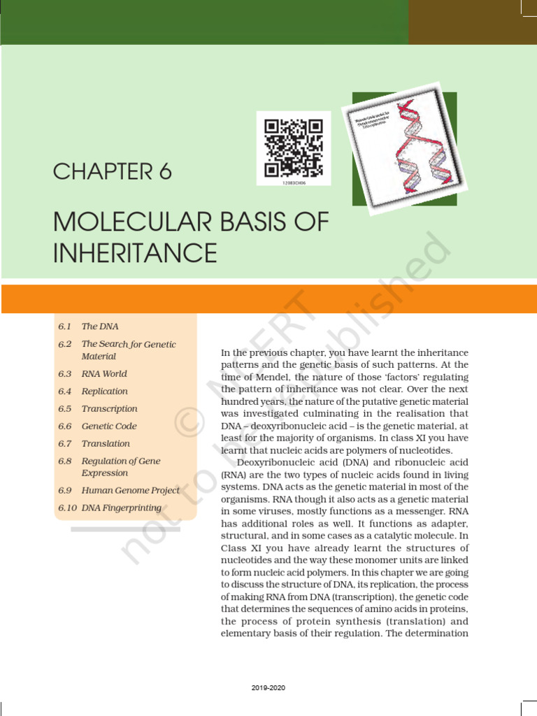 CH 5 Ncert Molecular Basis of Inheritance | PDF | Translation (Biology) | Gene