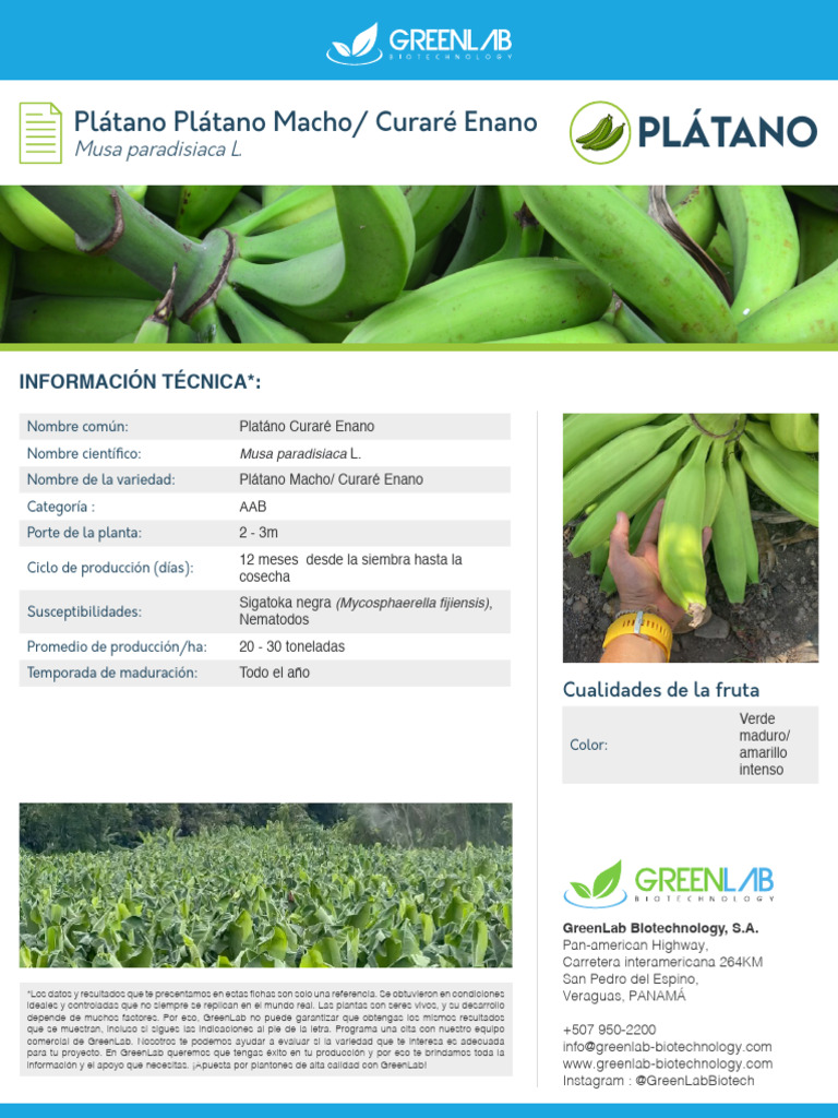 Plátano Curaré Enano: Características y Cultivo | PDF