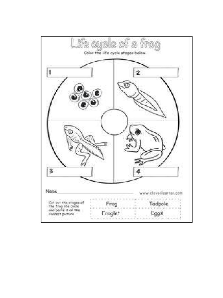 LIfe Cycle of A Frog | PDF