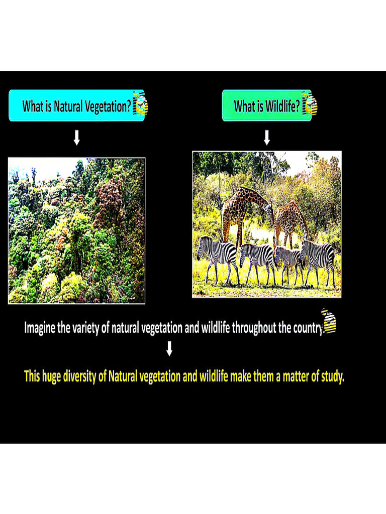 Class 9th Geography Natural Vegetation and Wildlife | PDF