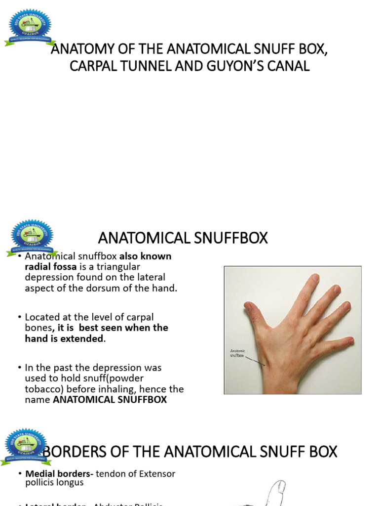 ANATOMY OF THE ANATOMICAL SNUFF BOX, CARPAL-2021 | PDF | Thumb | Hand