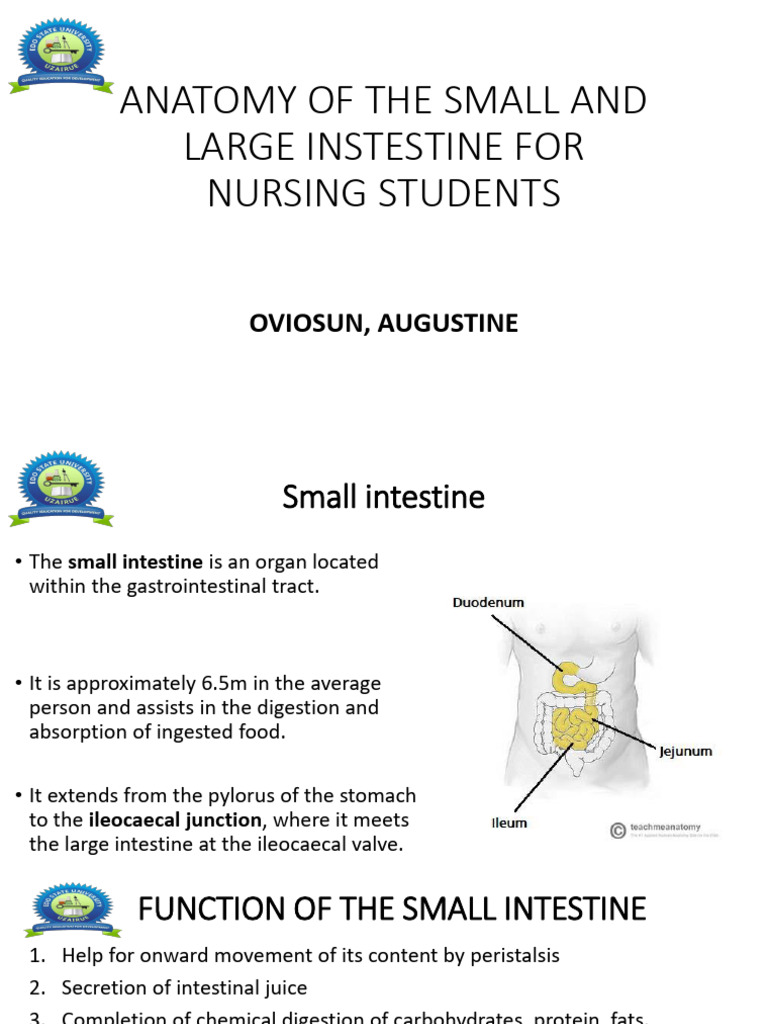 Anatomy of The Small and Large Intestine For Nursing Students | PDF ...