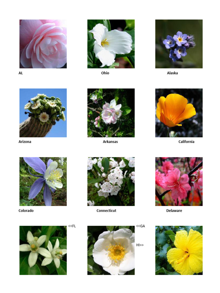 List of U.S. State Flowers | PDF