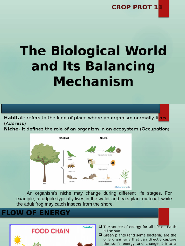 Biological Mechanisms in Ecosystems | PDF | Food Web | Foods