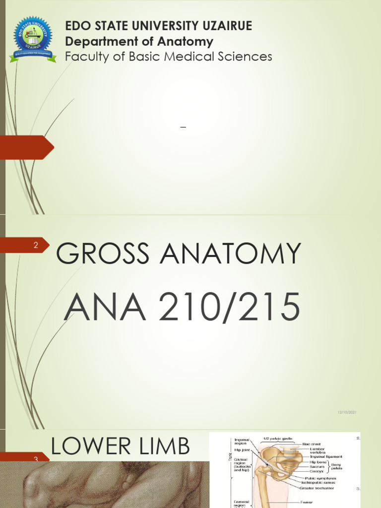 Gross L3.Landmarks - Nursing | PDF | Human Leg | Ankle