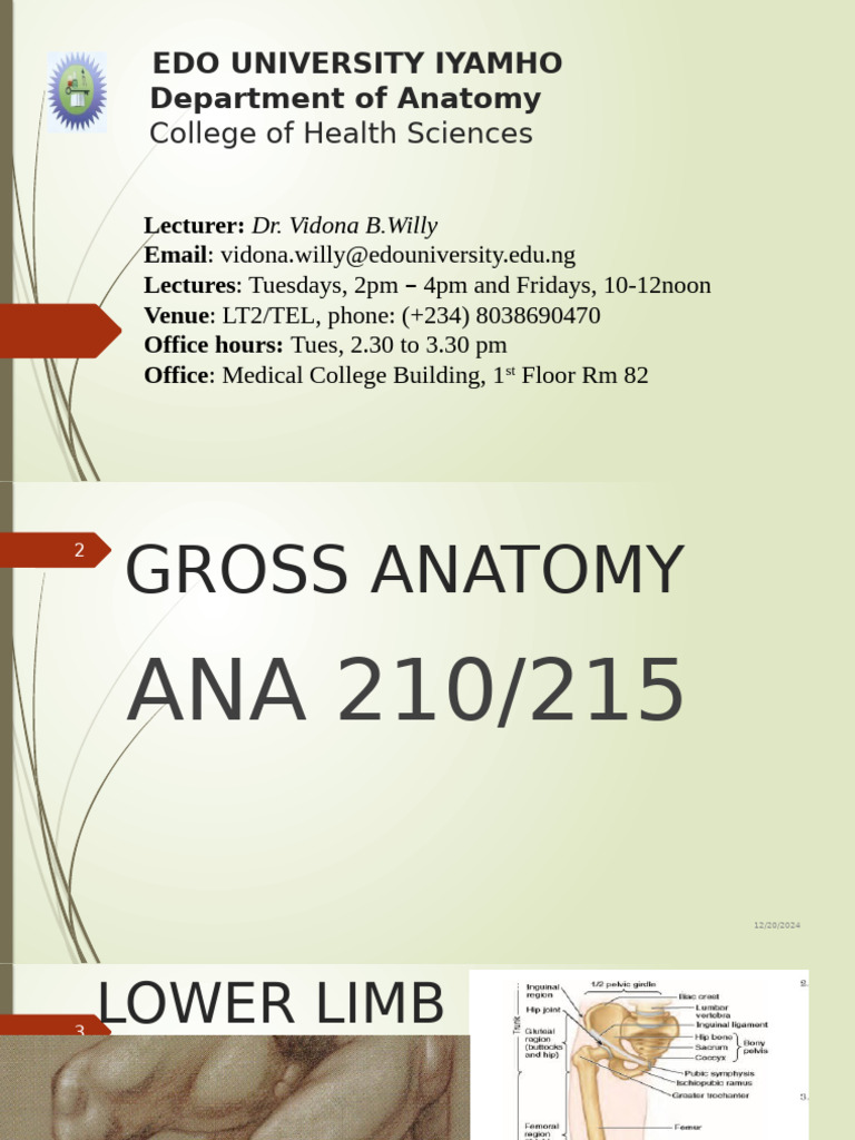 Muscles of The Lower Limbs. L2 | PDF | Human Leg | Human Anatomy