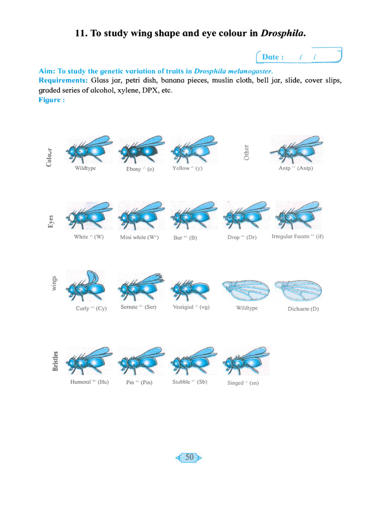 Drosophila Wing Shape and Eye Color Study | PDF | Drosophila ...