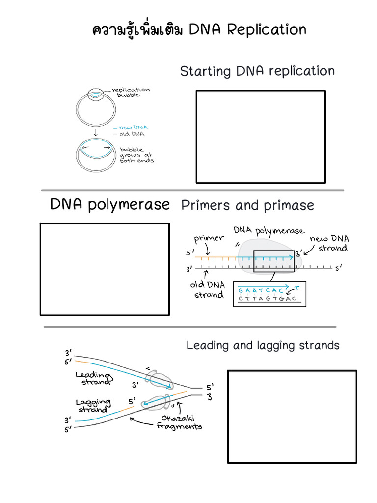 DNA Replication & Central Dogma | PDF