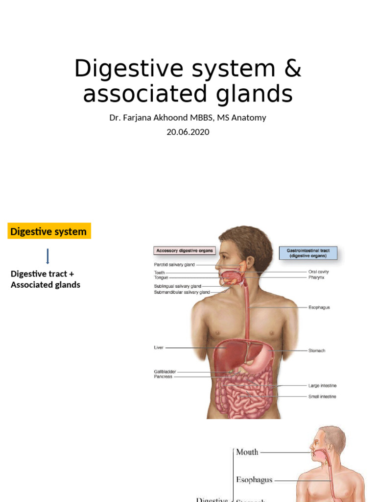 Digestive system & associated glands | PDF | Gastrointestinal Tract ...