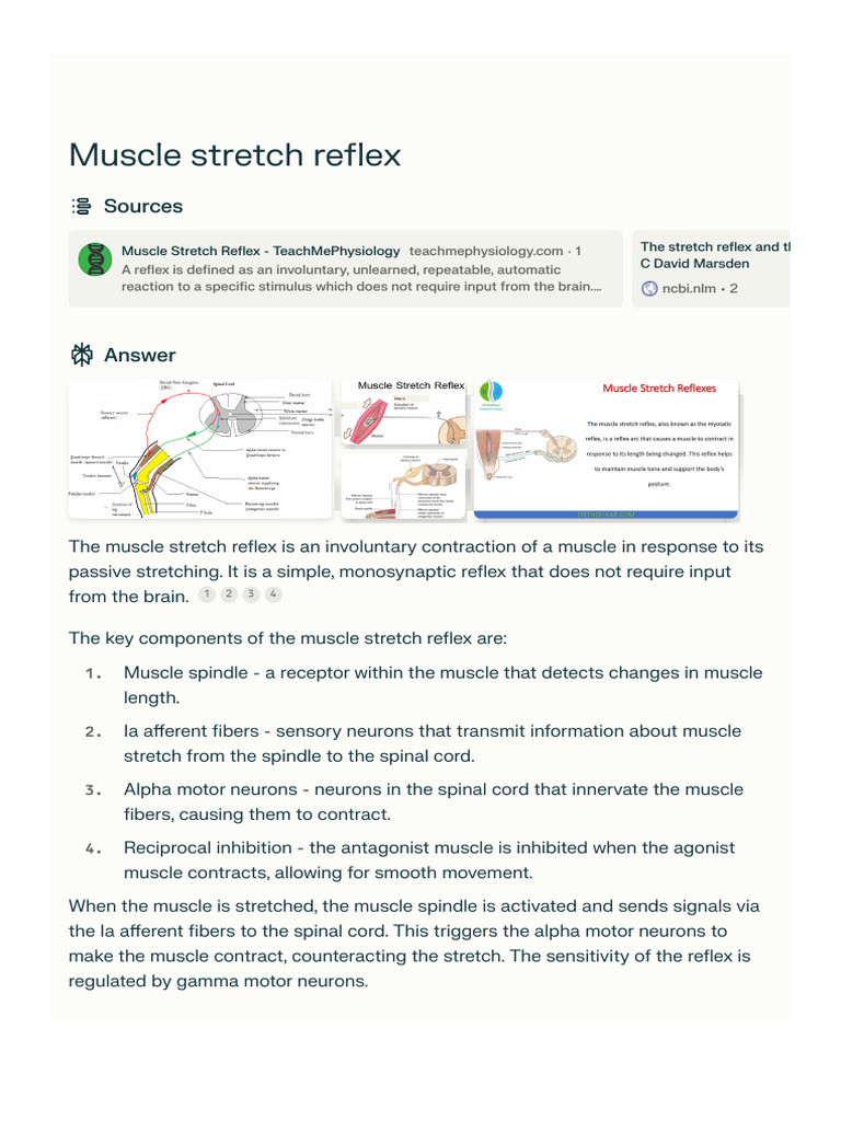 Muscle Stretch Reflex 2 | PDF | Motor Neuron | Physiology