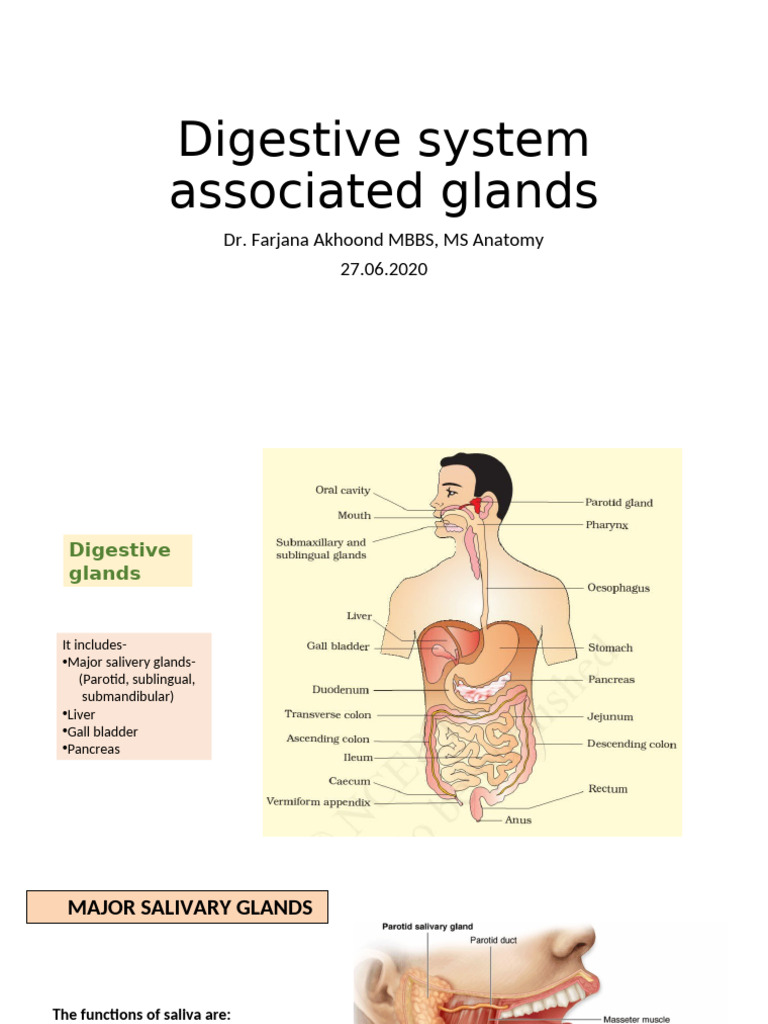 Overview of Digestive Glands Functions | PDF | Liver | Pancreas