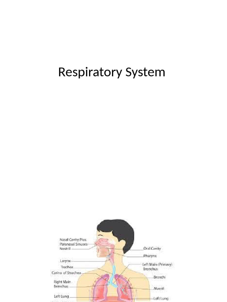 Respiratory System Pdf Lung Respiratory Tract