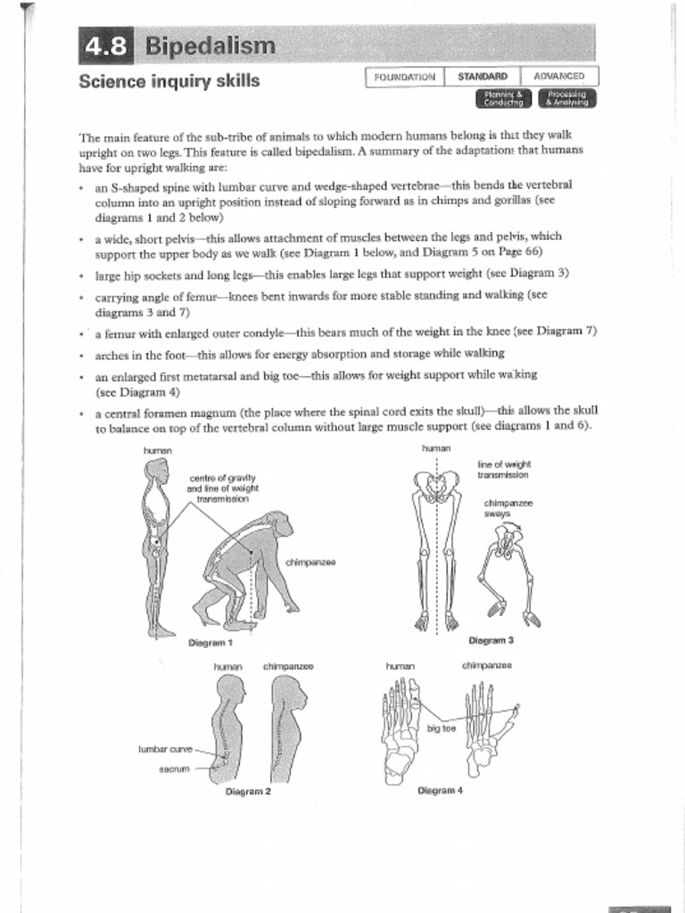 Bipedalism | PDF