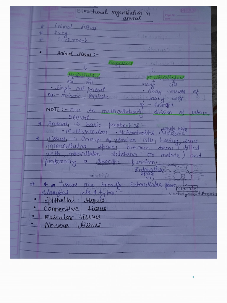 Structure Organisation in Animal Notes | PDF