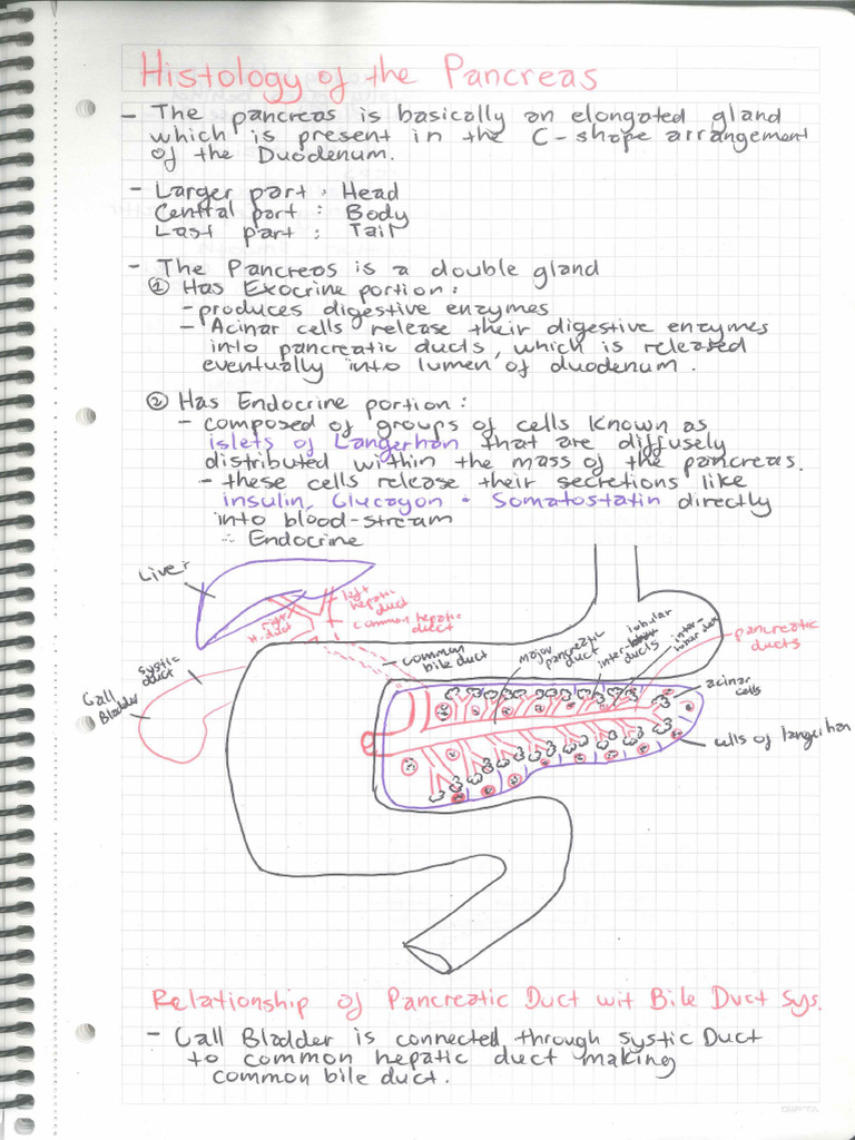 Pancreas Notes | PDF