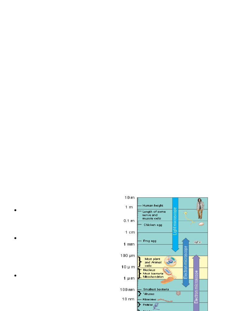 Structure and Functions of Cell Organelles - Nucleus, Mitochondria ...