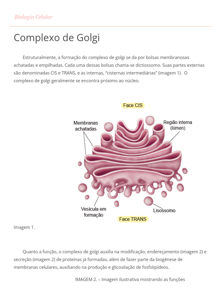 Complexo De Golgi Complexo De Golgi Ilustração Stock. Ilustração