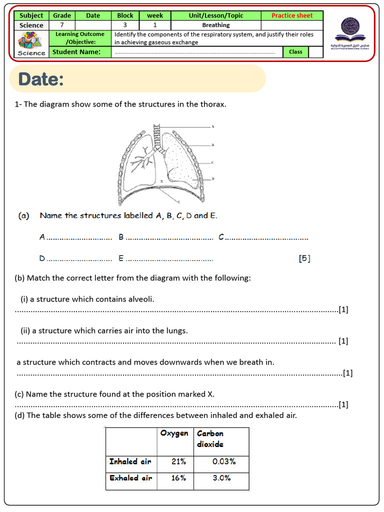 7th Grade Science: Breathing & Gas Exchange | PDF | Breathing ...