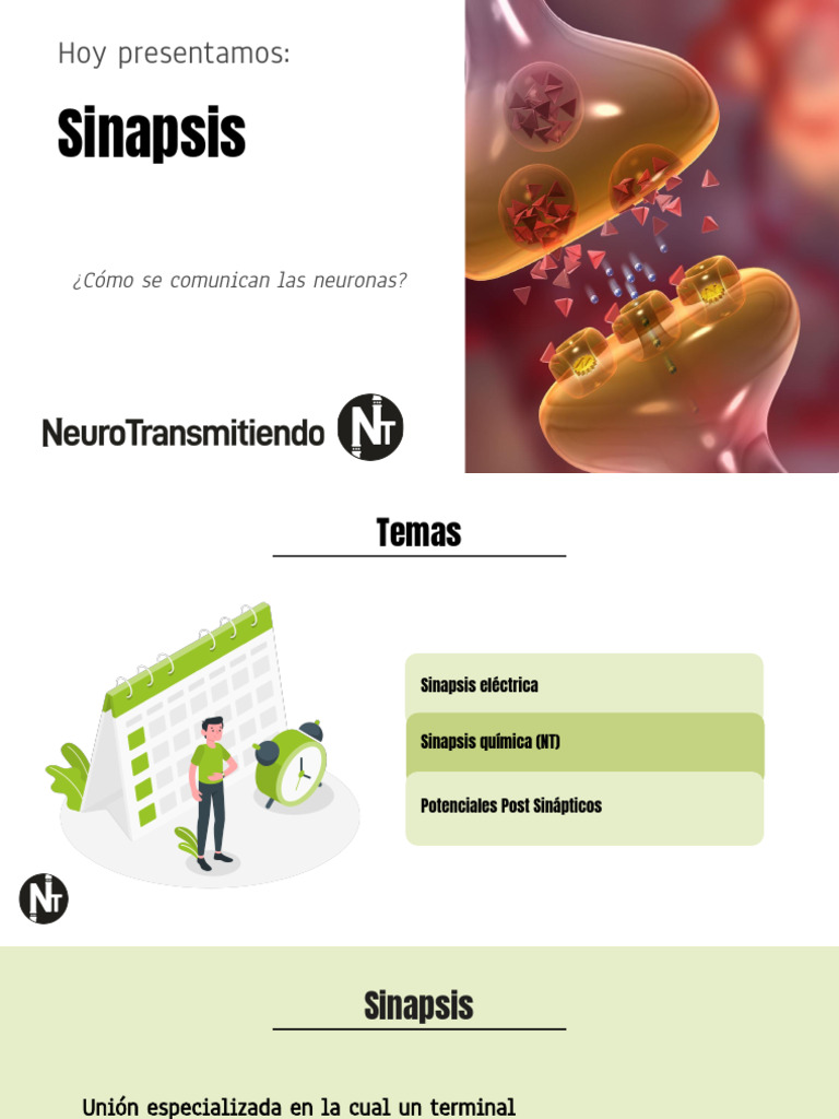 Clase 5 y 6 Sinapsis | PDF | Sinapsis | Neurofisiología