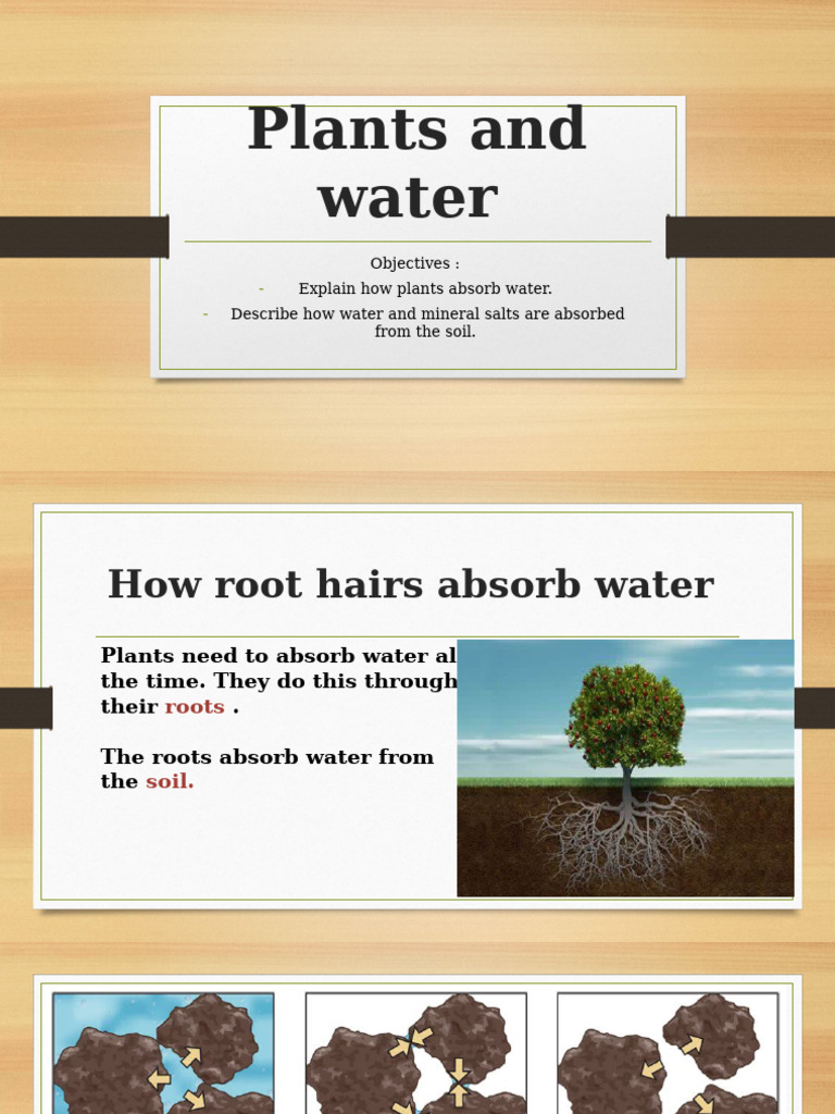 How Plants Absorb Water and Minerals | PDF