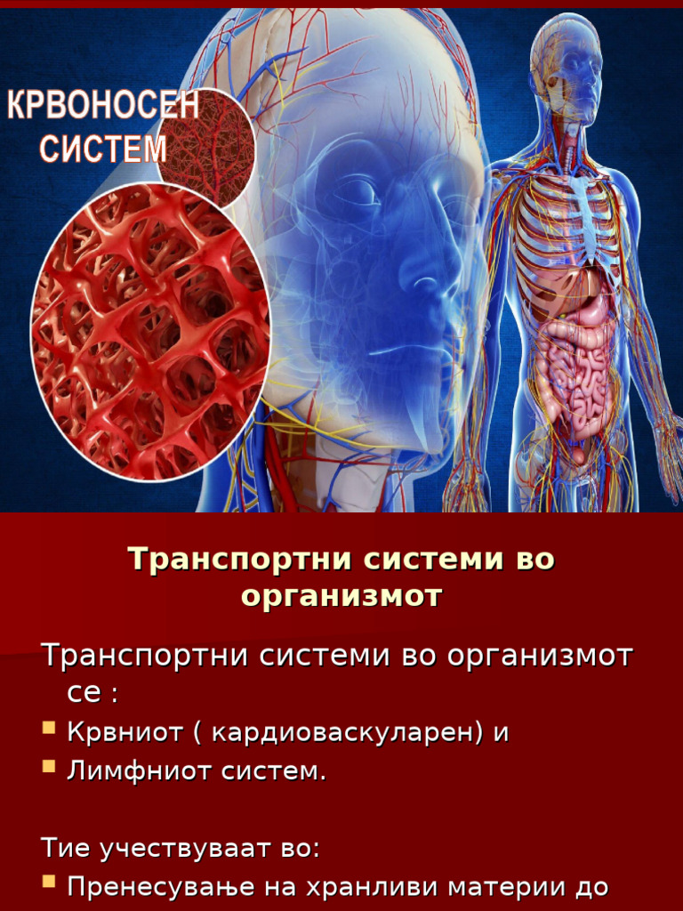 Krven Sistem - Krvni Kletki I Krvni Sadovi - 1 | PDF