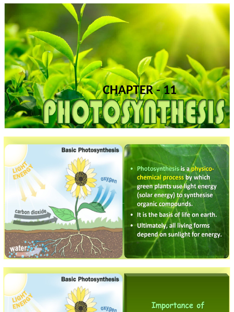 CHAPTER_11_-_PHOTOSYNTHESIS_IN_HIGHER_PLANTS | PDF