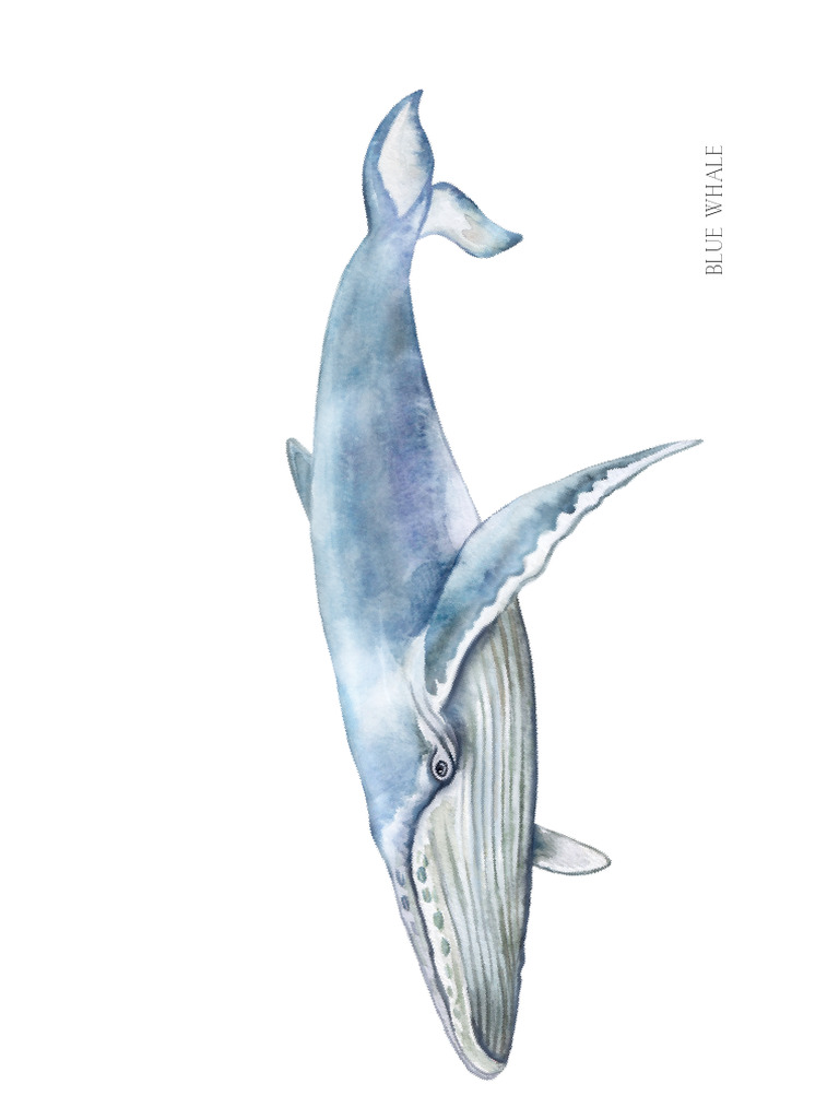 Bluewhale (1) - Merged | PDF