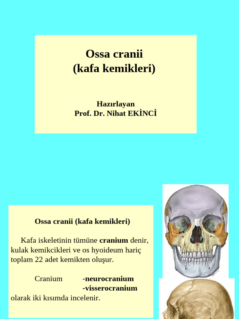 Ossa Cranii (Kafa Kemikleri) : Hazırlayan Prof. Dr. Nihat EKİNCİ | PDF