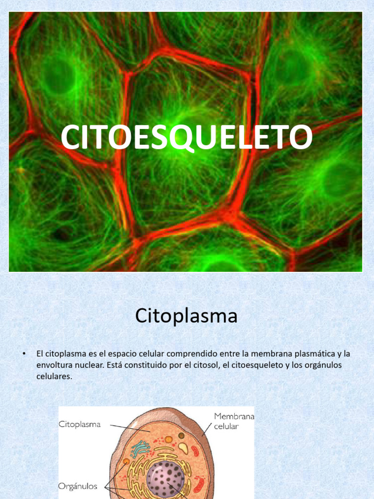 3 Citoesqueleto Ok | PDF | Actina | Biología Celular)