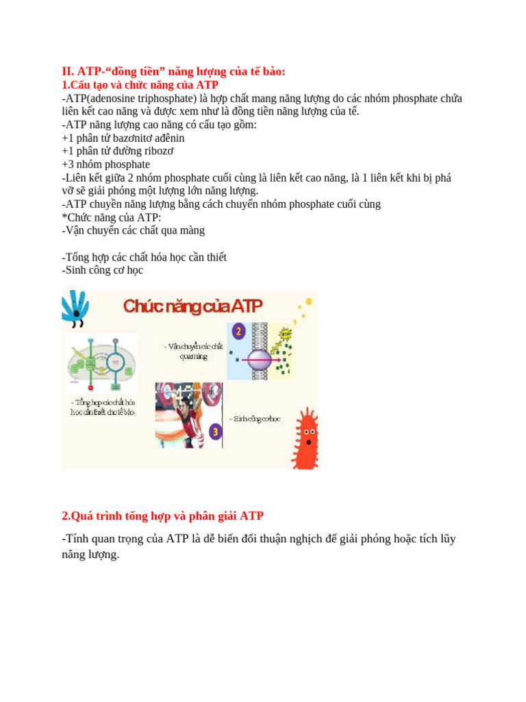 bài 13 II cấu tạo và chức năng của ATP (1) | PDF