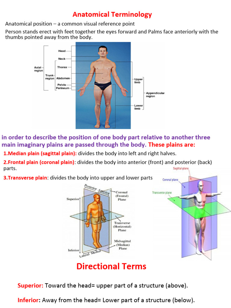 (Lab.2) Anatomical Terminology | PDF | Anatomical Terms Of Location ...