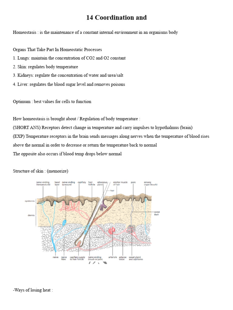 14 Coordination and | PDF | Neuron | Nerve