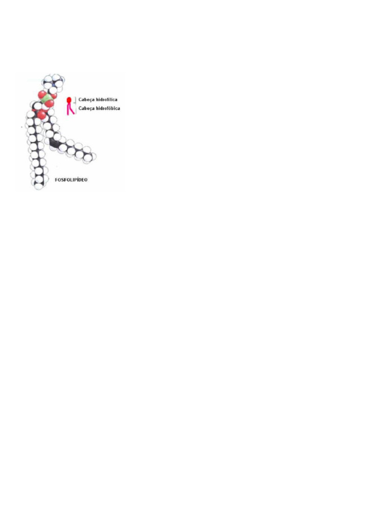 Biologia Celular Membrana Plasmática E Parede Celular Pdf 7918