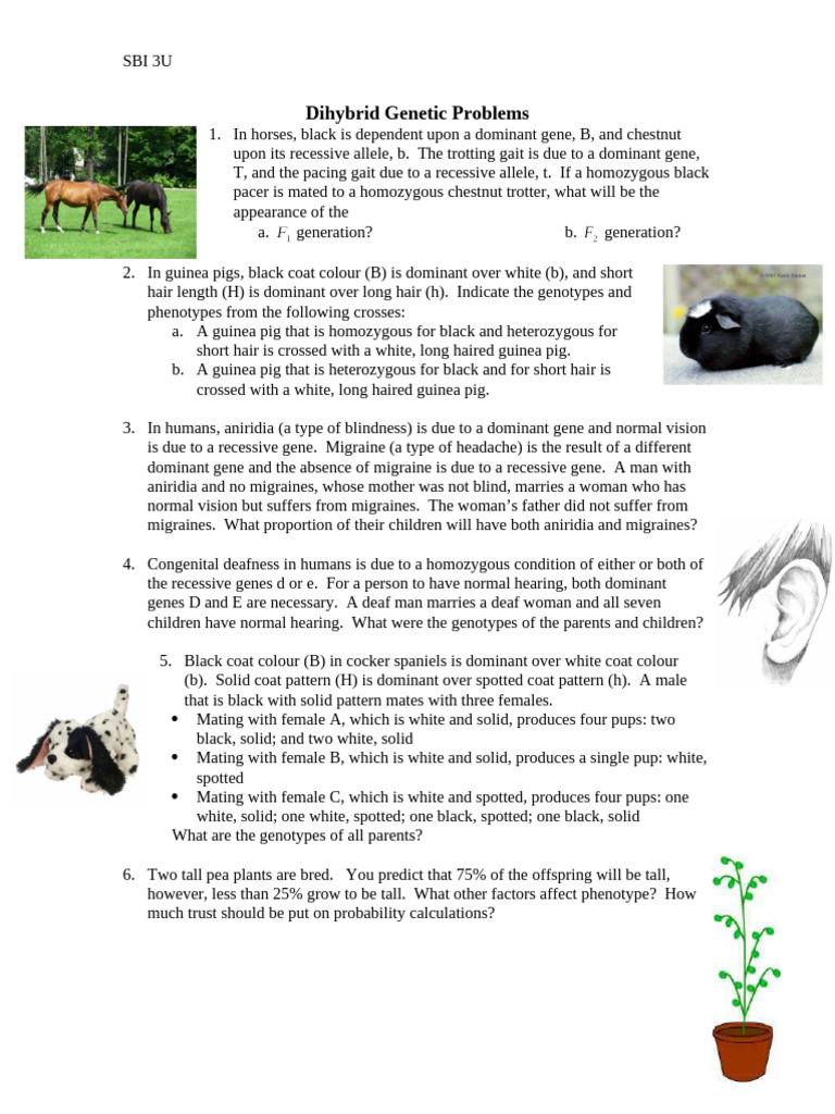 Dihybrid Genetic Problems | PDF | Dominance (Genetics) | Zygosity