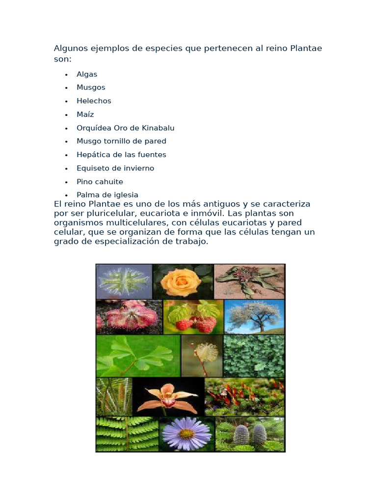 Ejemplos del Reino Plantae | PDF