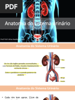 Estrutura e Função do Retroperitônio | PDF | Rim | Abdômen
