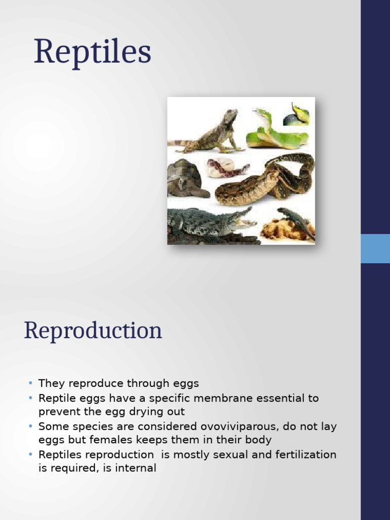 Reptiles | PDF