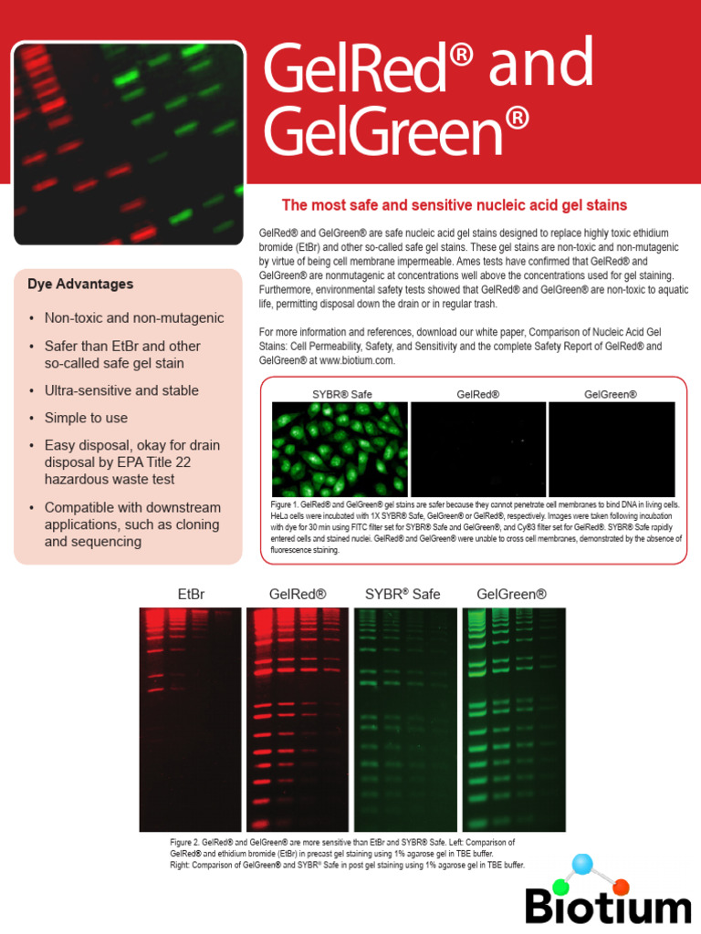GelRed GelGreen PAGE GelRed Flyer | PDF | Agarose Gel Electrophoresis | Laboratory Techniques