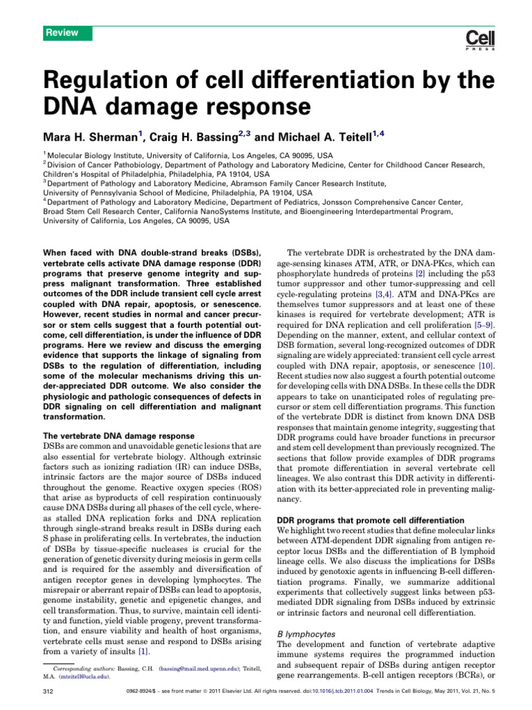 Regulation of Cell Differentiation by The DNA Damage | PDF ...
