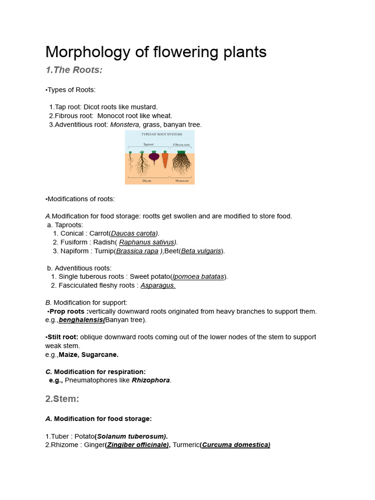 Flowering Plant Morphology Explained | PDF | Leaf | Plant Stem