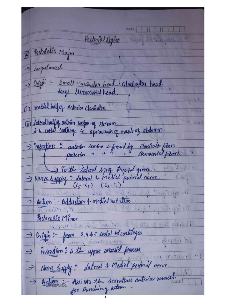 Pectoralis Major | PDF