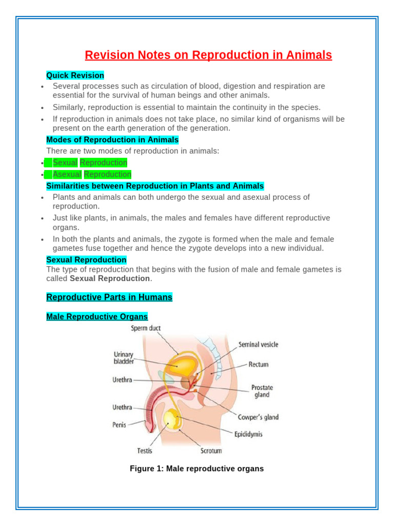 Revision Notes On REPRODUCTION Class-8 | PDF | Testicle | Fertilisation