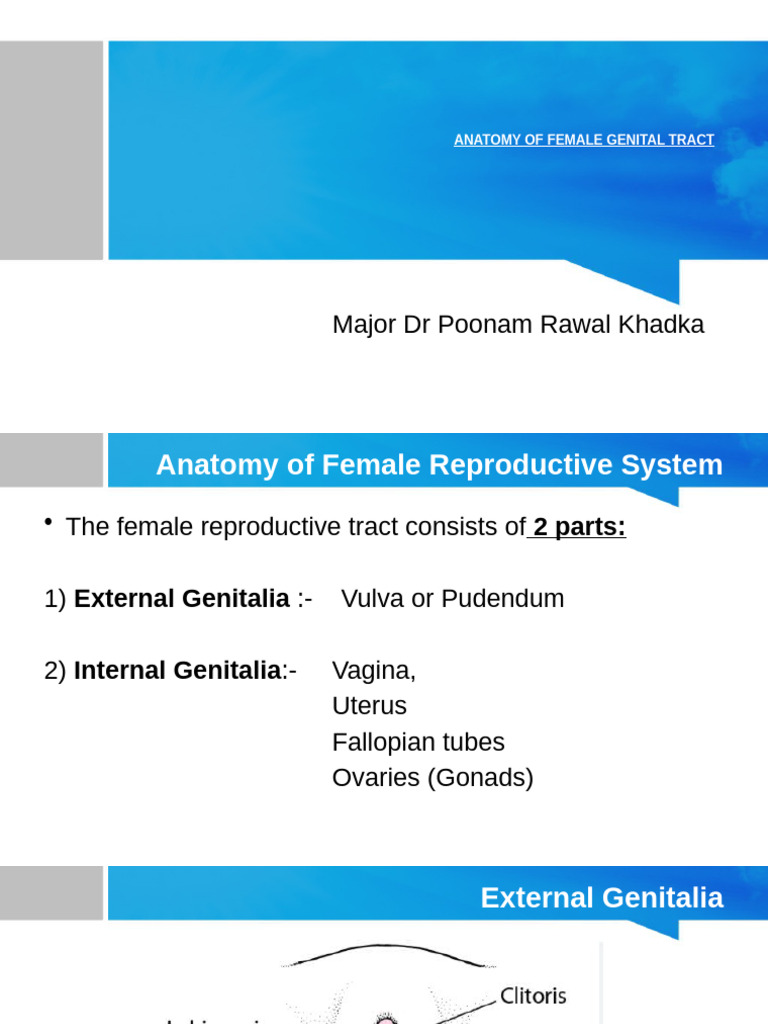 Anatomy of Female Genital Tract | PDF | Uterus | Labia