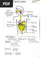 Digestive System Notes | PDF