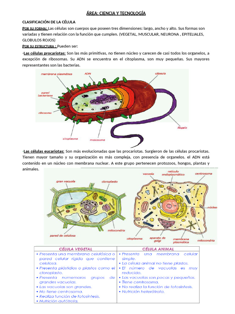 Ficha Cyt 28-05 | PDF