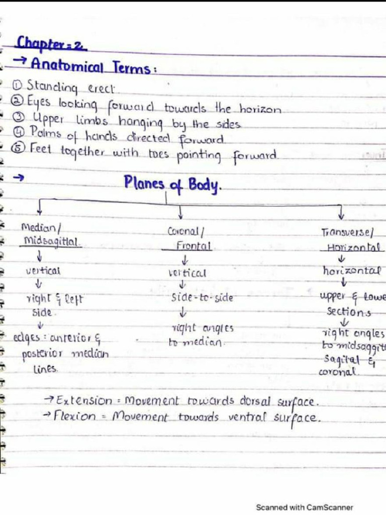 General Anatomy Notes | PDF