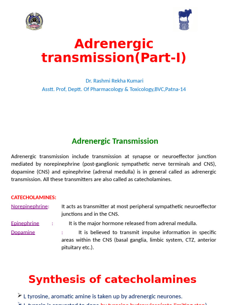 Adrenergic Transmission Part I Autosaved | PDF | Norepinephrine ... Adrenergic Transmission Part I Autosaved | PDF | Norepinephrine ...