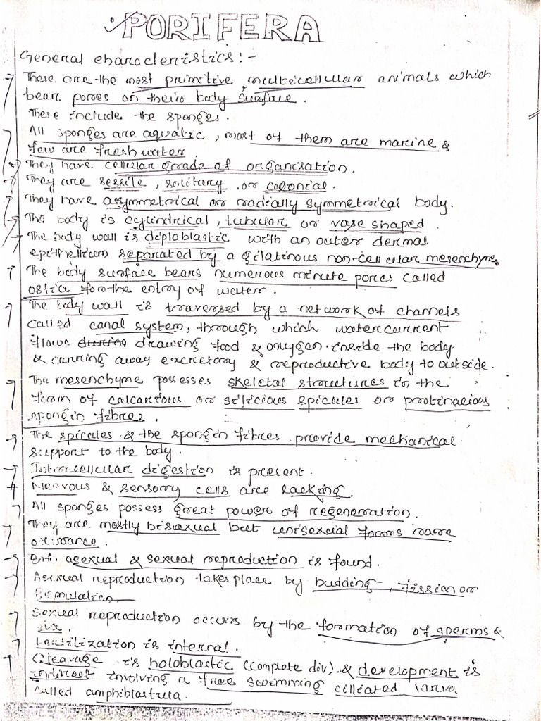 Porifera SBN NOTES | PDF