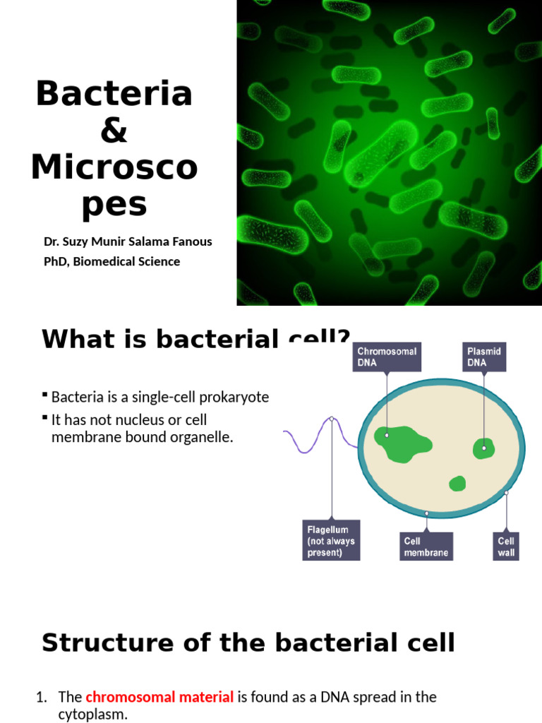 Bacteria and Microscopy Overview | PDF | Bacteria | Microscope