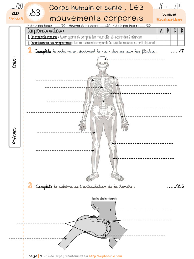 Évaluation des mouvements corporels CM2 | PDF
